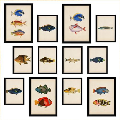 Pez Vintage 1 Conjunto De 12 Marcos: 4 Y 8 Diseño Mixto, Póster De Arte ...