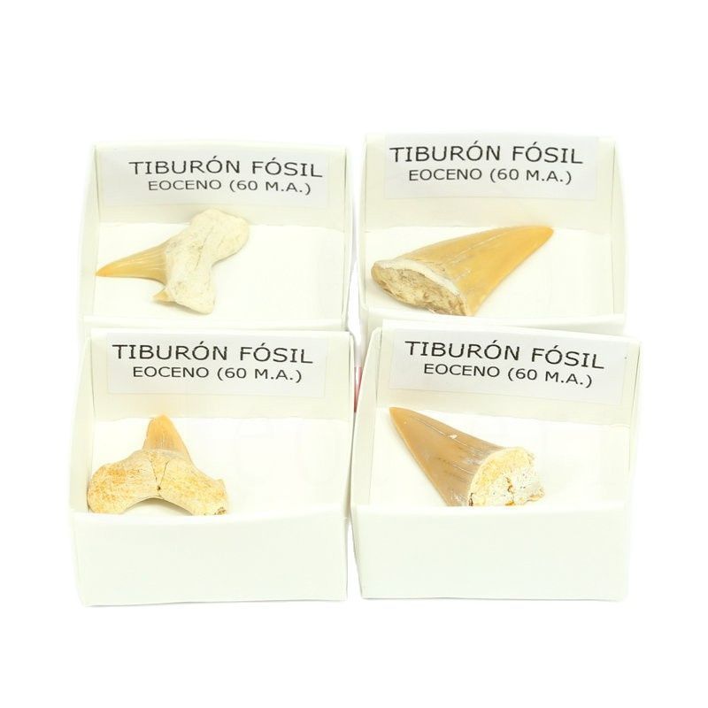 Fósil colección diente tiburón Raíz Fosiles Productos Fósiles ...