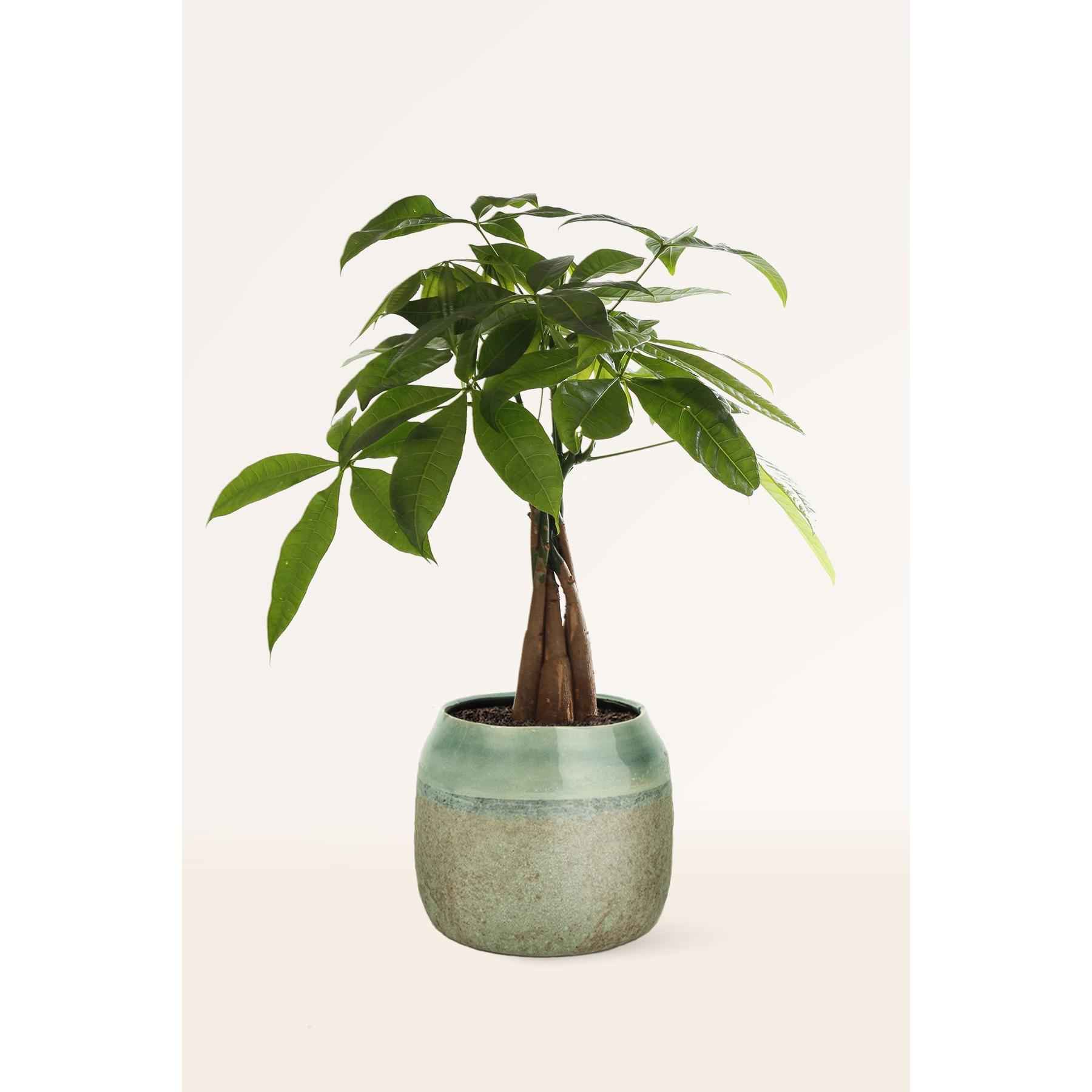 Pachira Aquatica - - Planta natural | Miravia