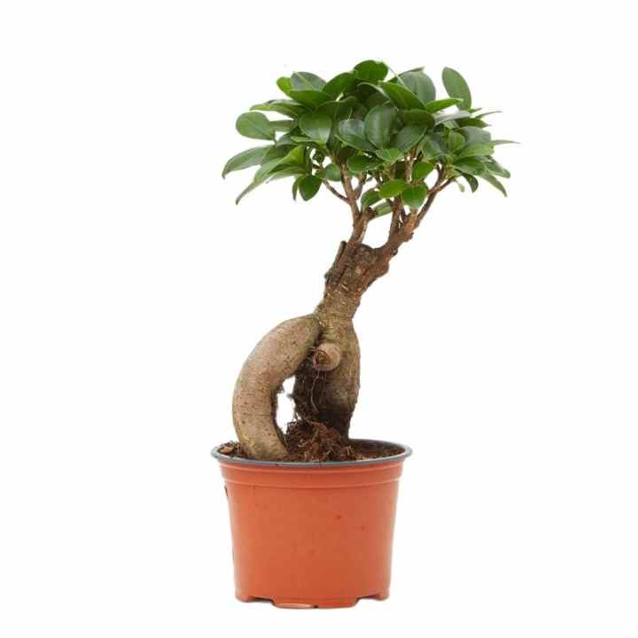 Verdecora Bonsai Ficus Microcarpa Ginseng | Árbol Laurel de Indias | Planta de Interior en ...